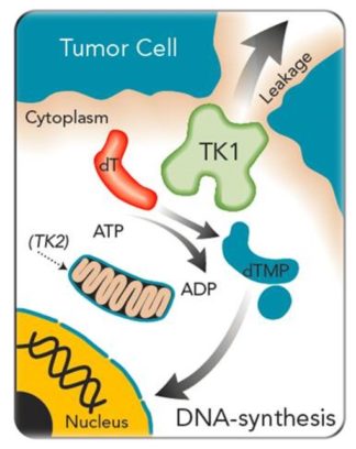 Use of TK1/CRP in various Canine Cancers – VDI Laboratory, LLC