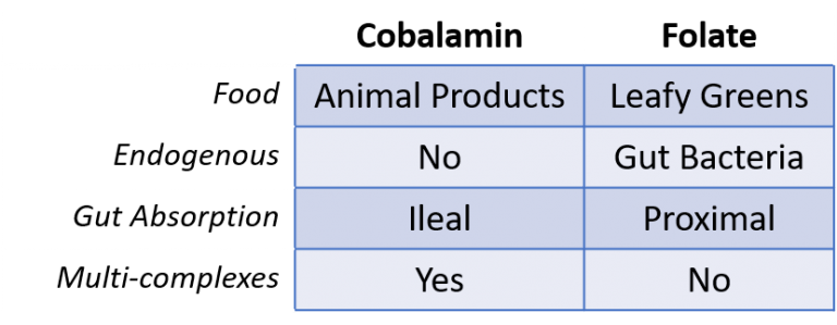 Cobalamin and Folate Deficiencies in Cats and Dogs – VDI Laboratory, LLC