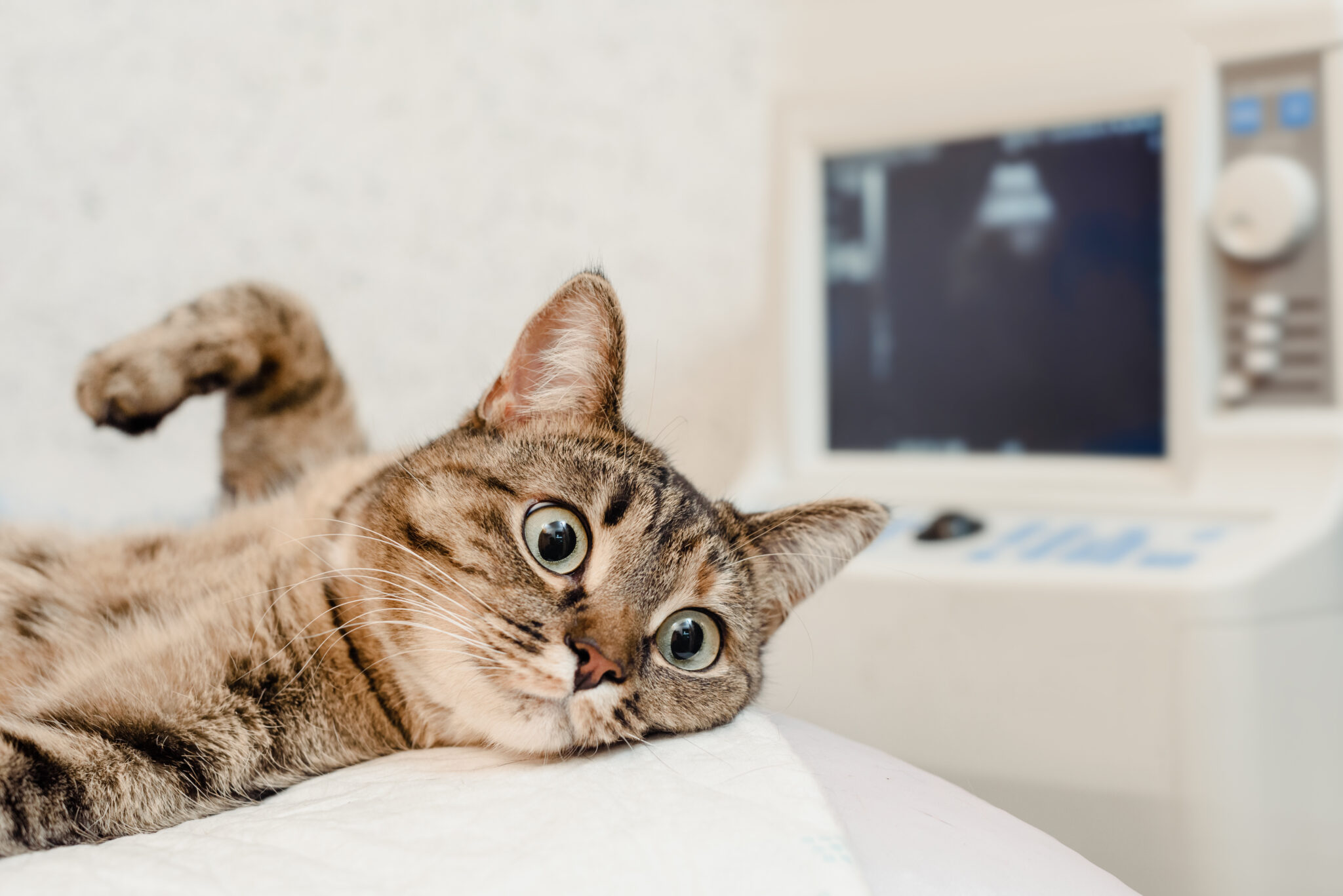 VDI Laboratory, LLC – Specialty Blood Testing for Pets