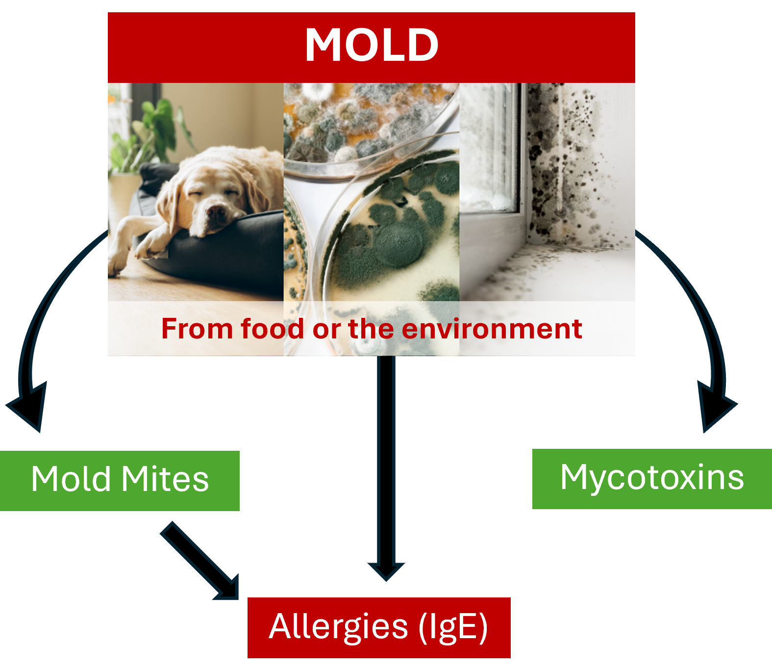 Mycotoxins and Mold Mites – VDI Laboratory, LLC